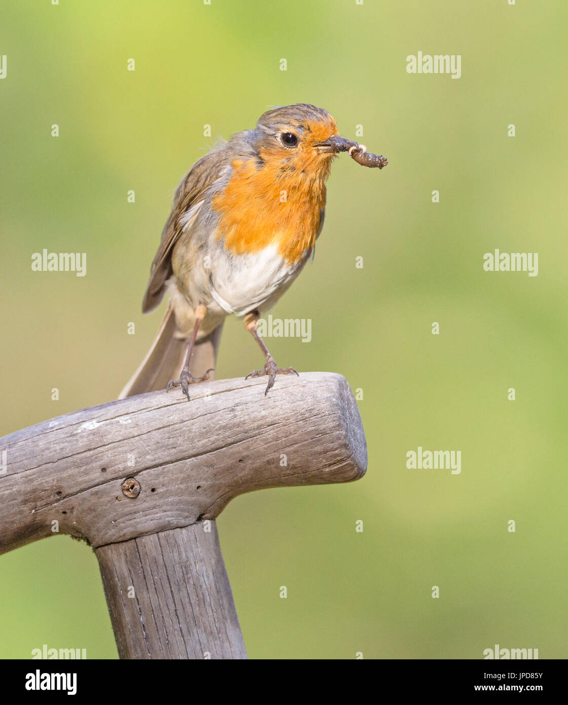 Robin with insect in beak perched on handle of garden spade Stock Photo ...