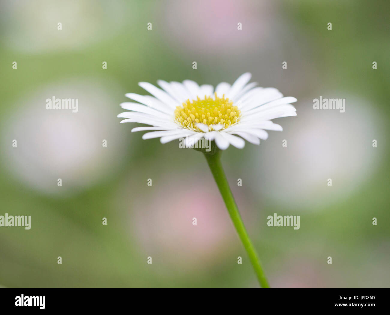 Mexican Fleabane flower, Erigeron karvinskianus Stock Photo - Alamy