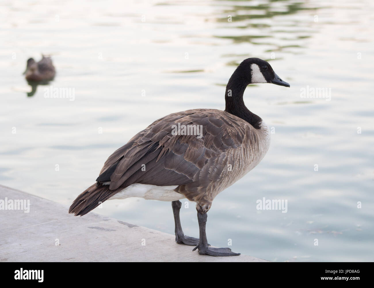 canadian goose standing next to water Stock Photo - Alamy