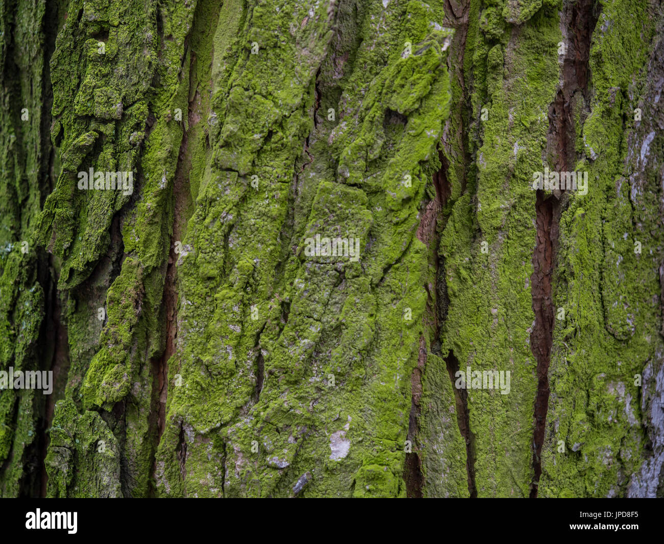 Green alga green algae bark hi-res stock photography and images - Alamy