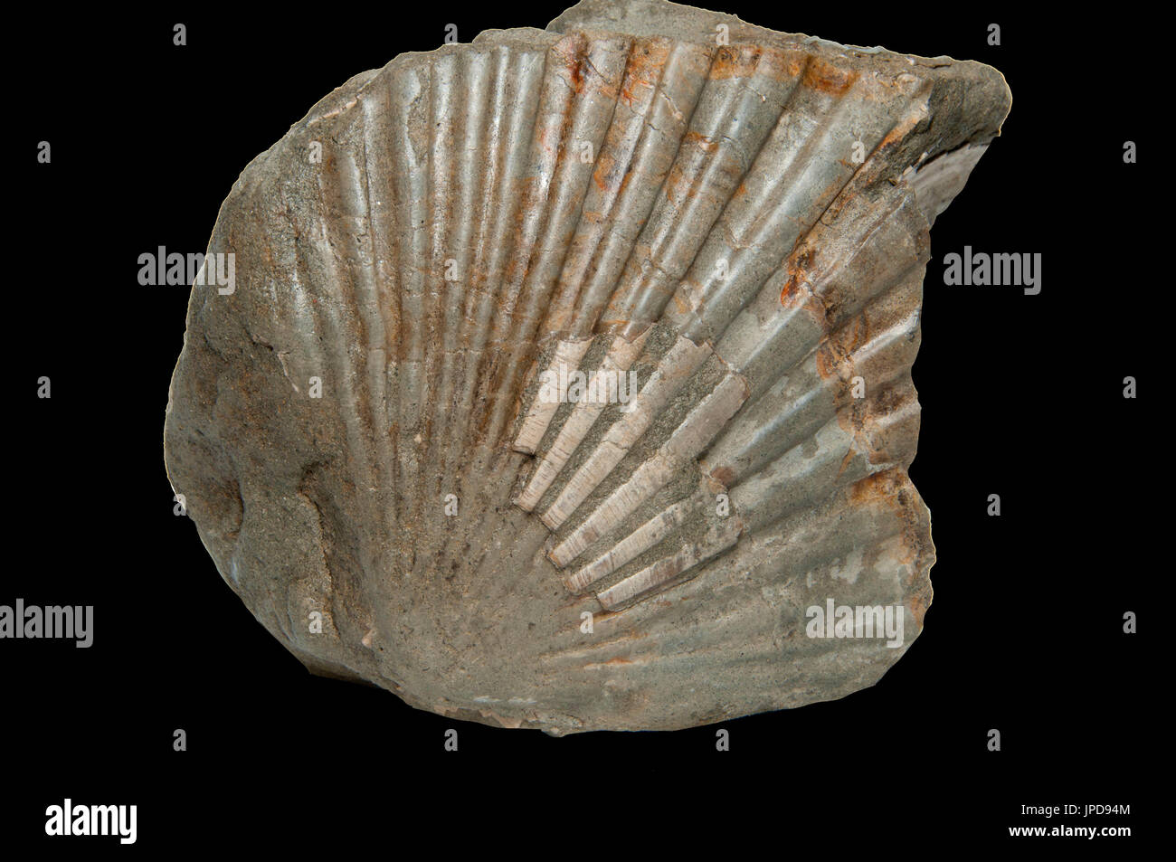 Shell fossil, Newport, Oregon Stock Photo - Alamy