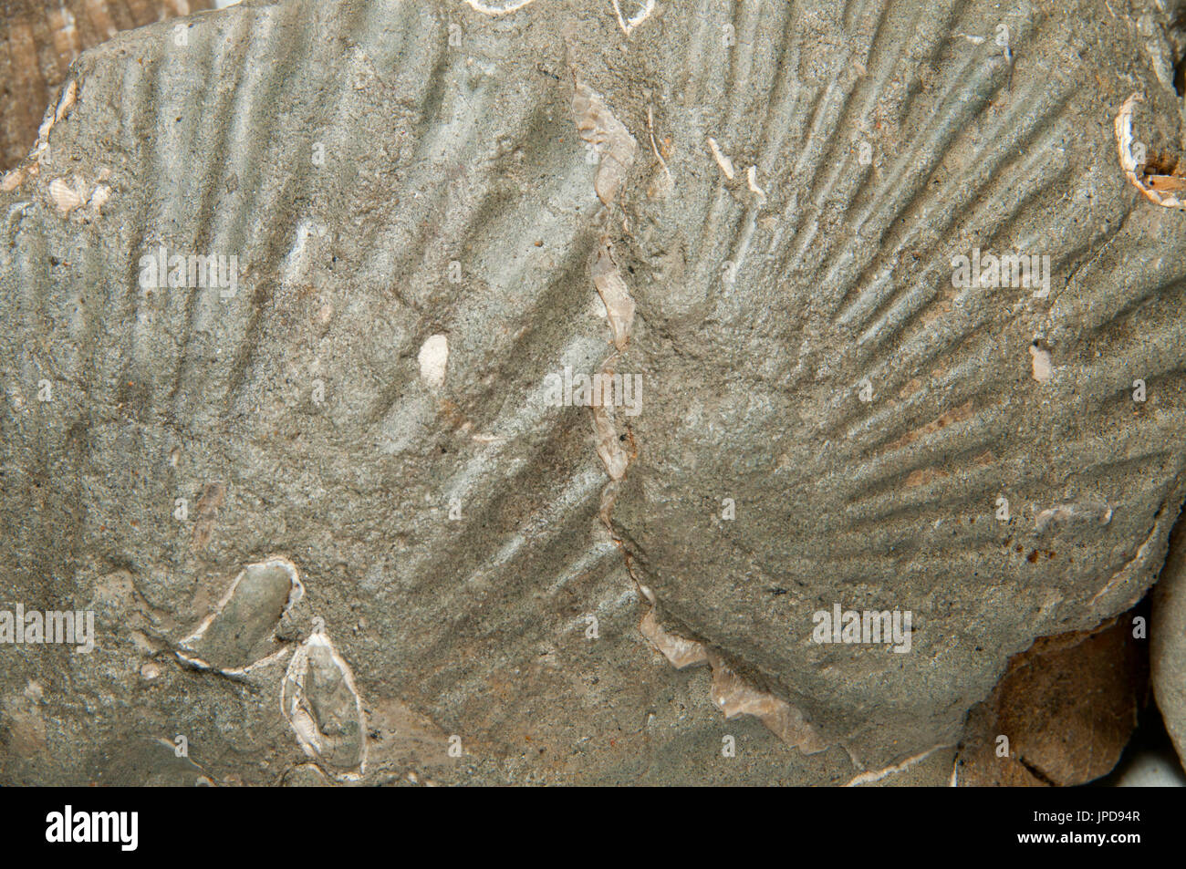 Scallop Shell Fossil Stock Photos & Scallop Shell Fossil Stock Images ...