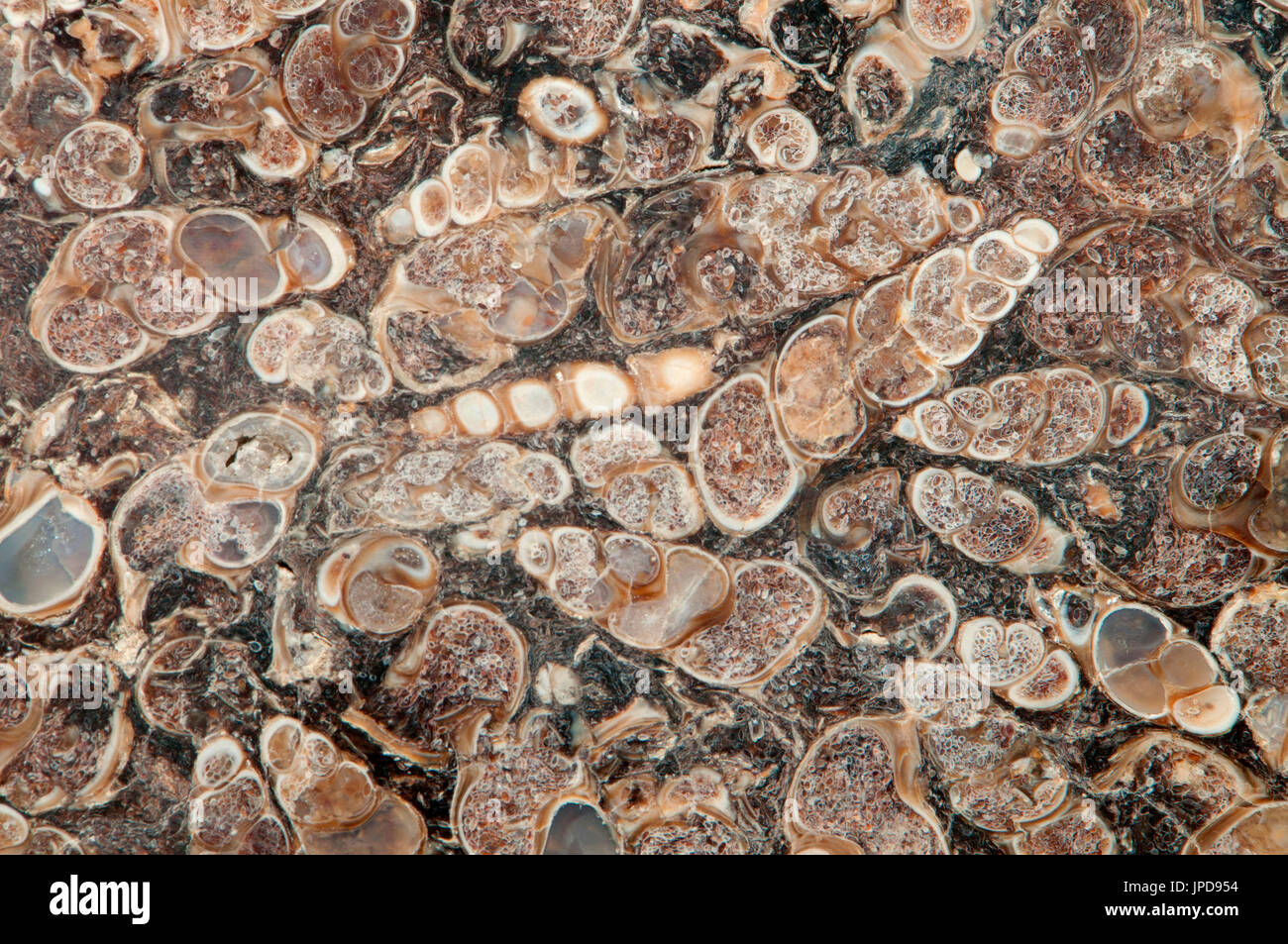 Turritella fossil hi-res stock photography and images - Alamy