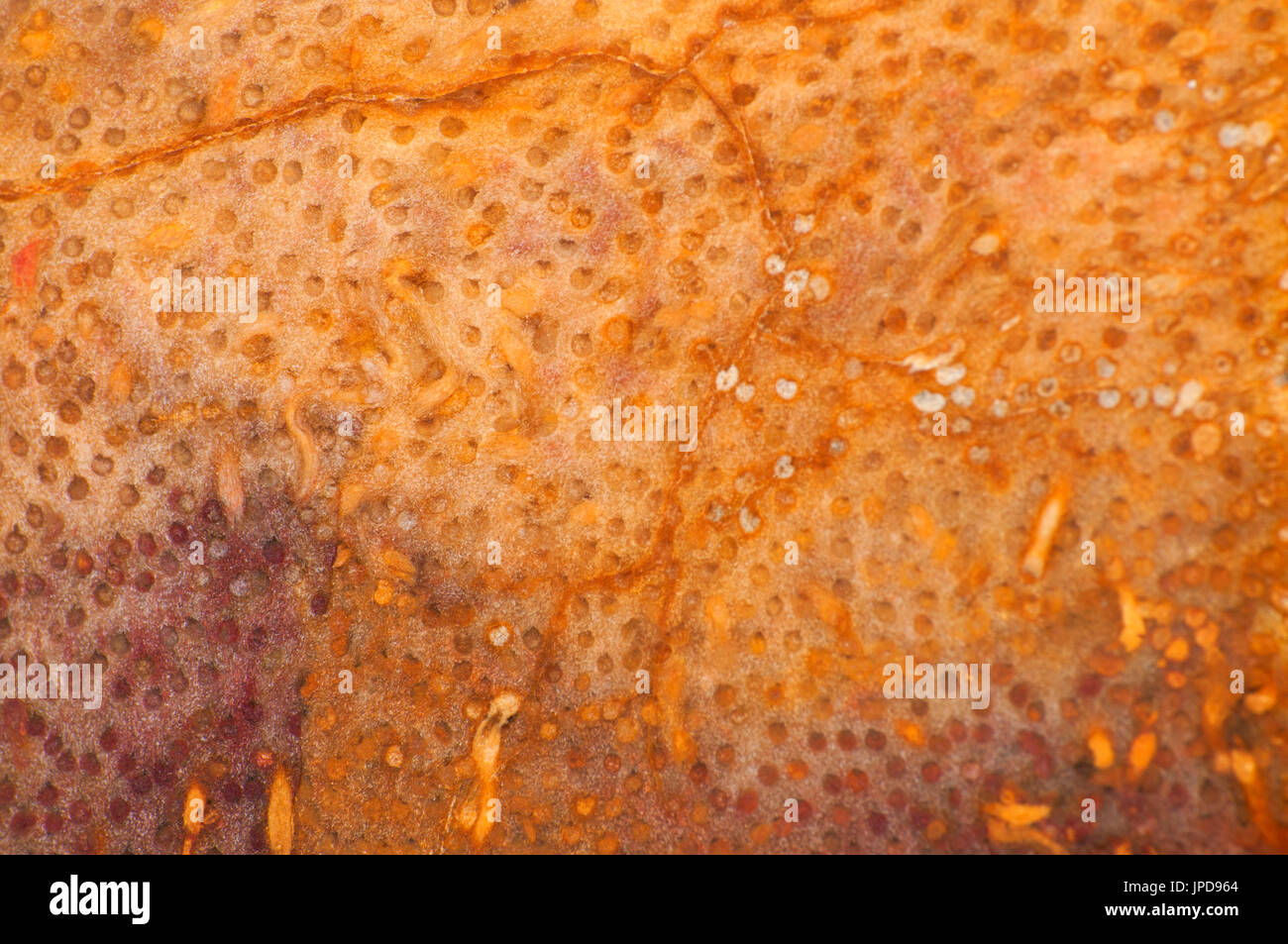 Petrified palm wood Stock Photo - Alamy