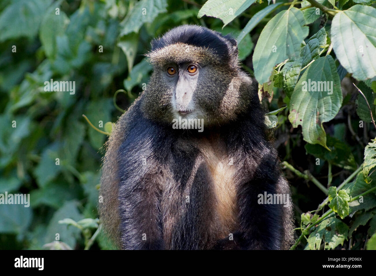 Golden monkey closeup in Volcanoes National Park, Rwanda Stock Photo ...