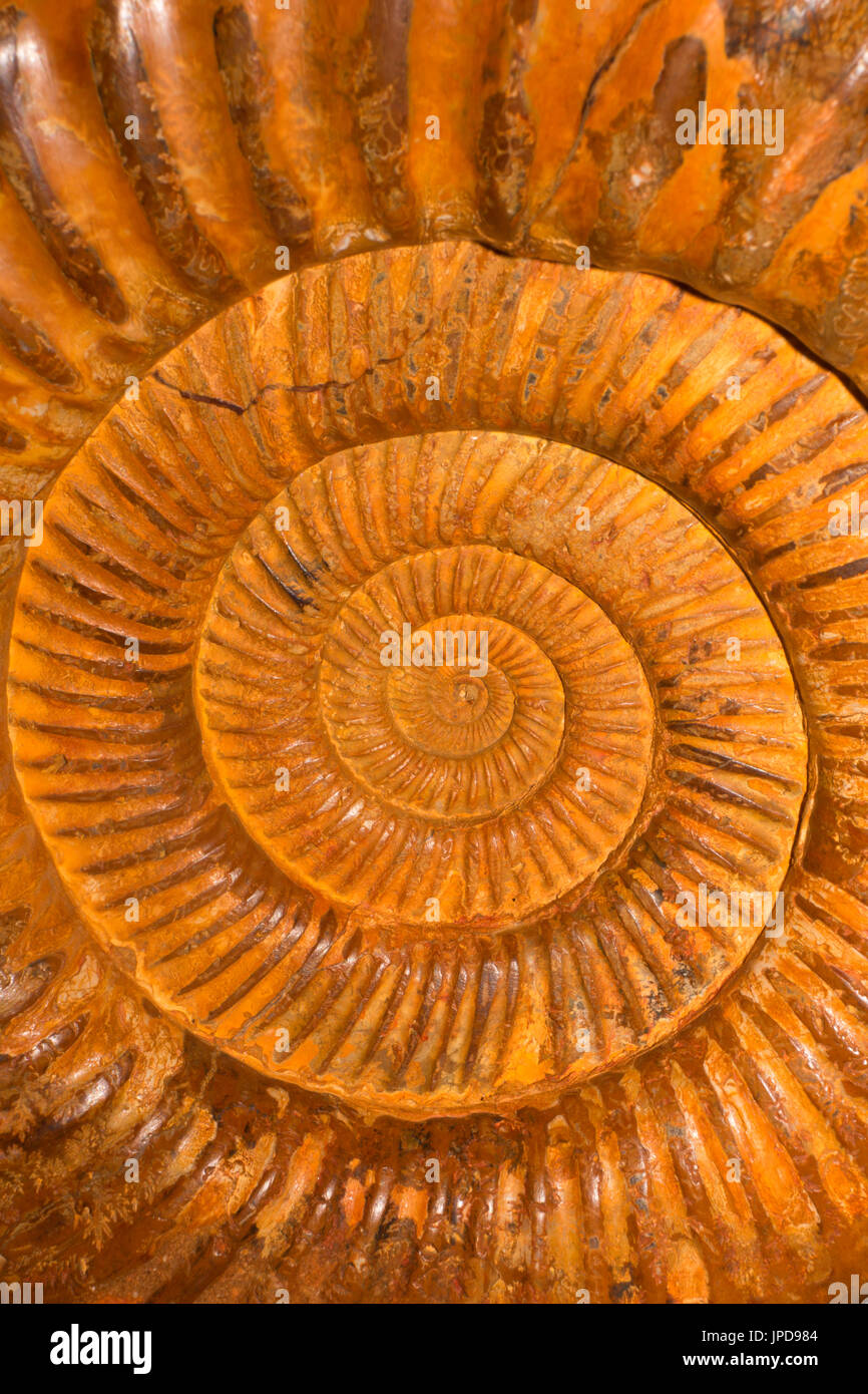 Fossil Paleontology High Resolution Stock Photography and Images - Alamy