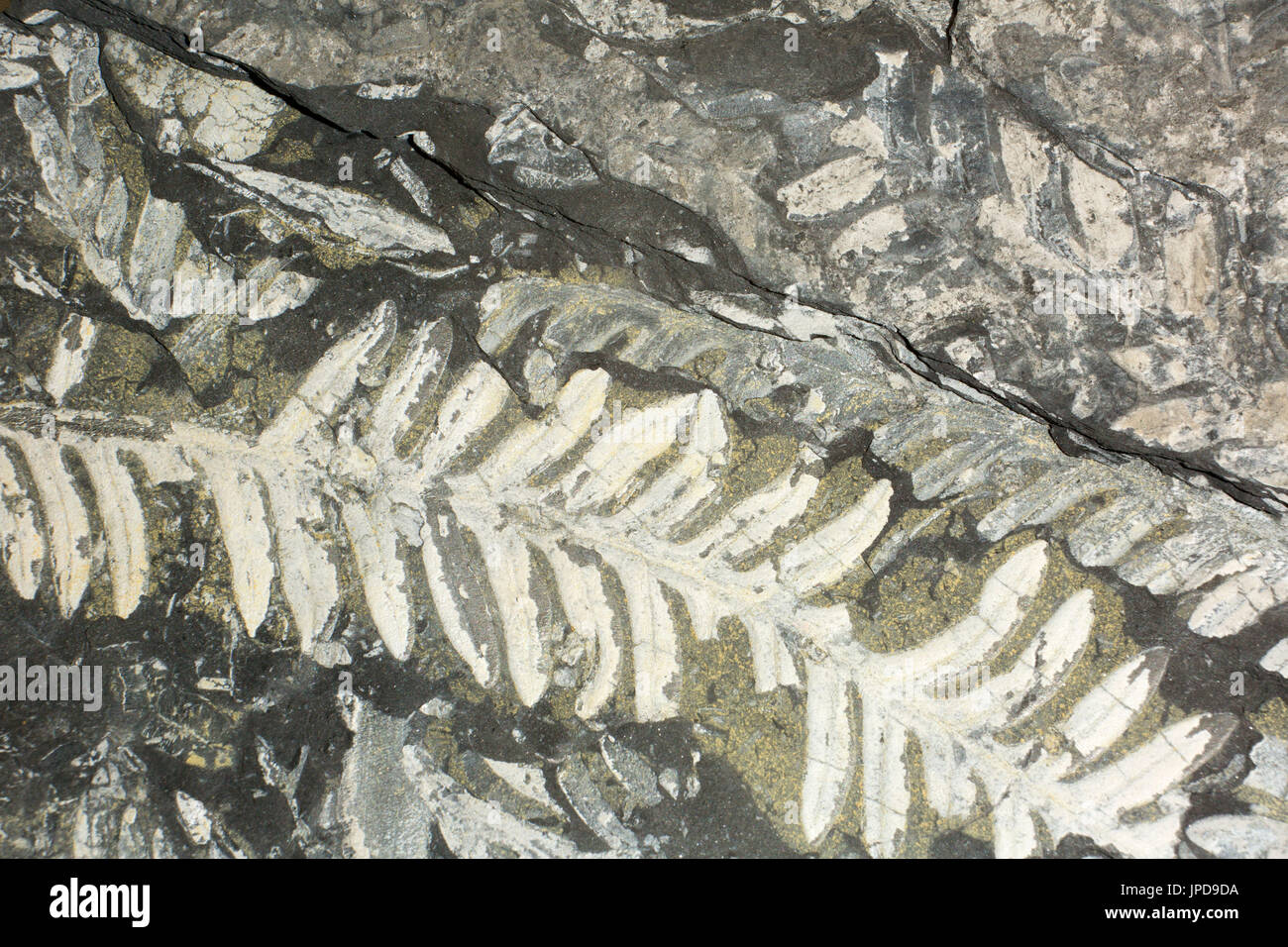 Fossilized fern hi-res stock photography and images - Alamy