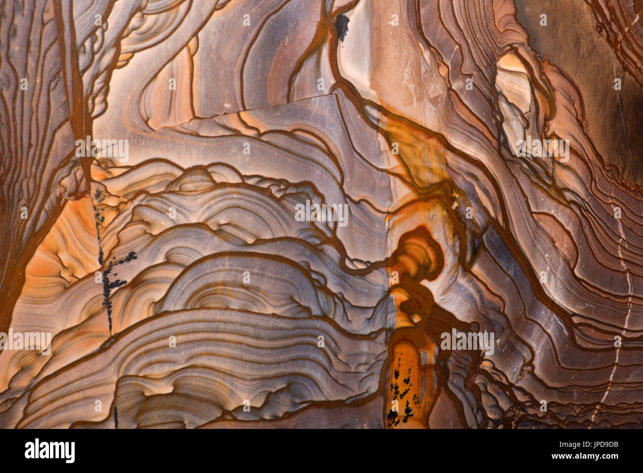 Blue biggs jasper hi-res stock photography and images - Alamy