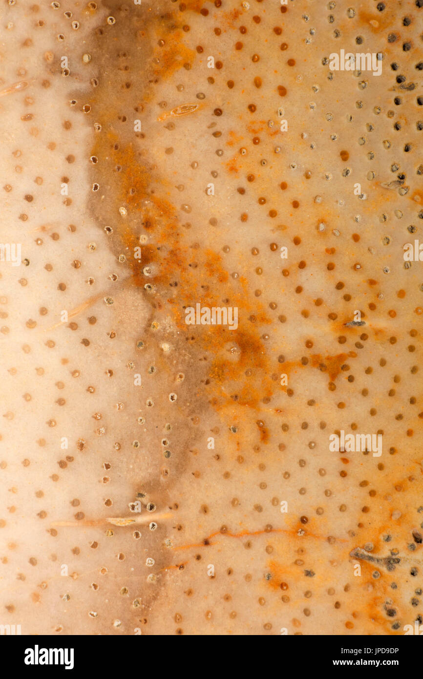 Petrified palm wood Stock Photo - Alamy