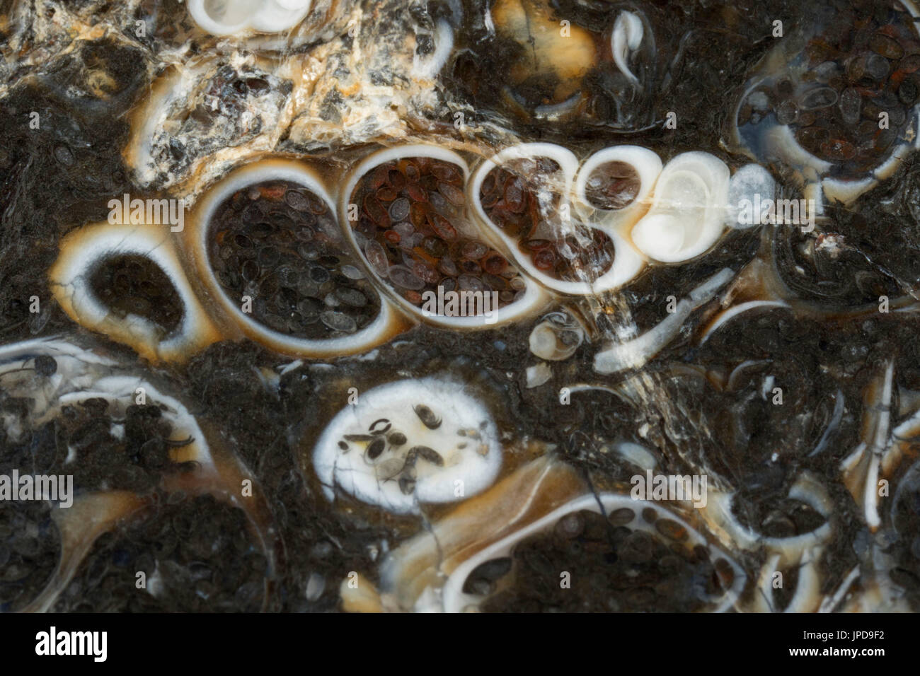 Turritella agate hi-res stock photography and images - Alamy