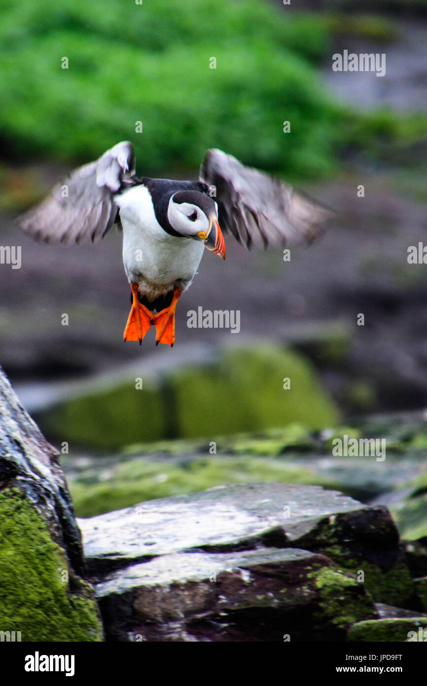 Puffin seabirds hi-res stock photography and images - Alamy