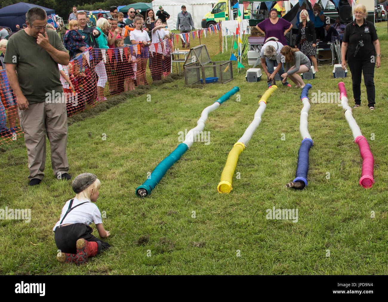 Ferrets racing hi-res stock photography and images - Alamy