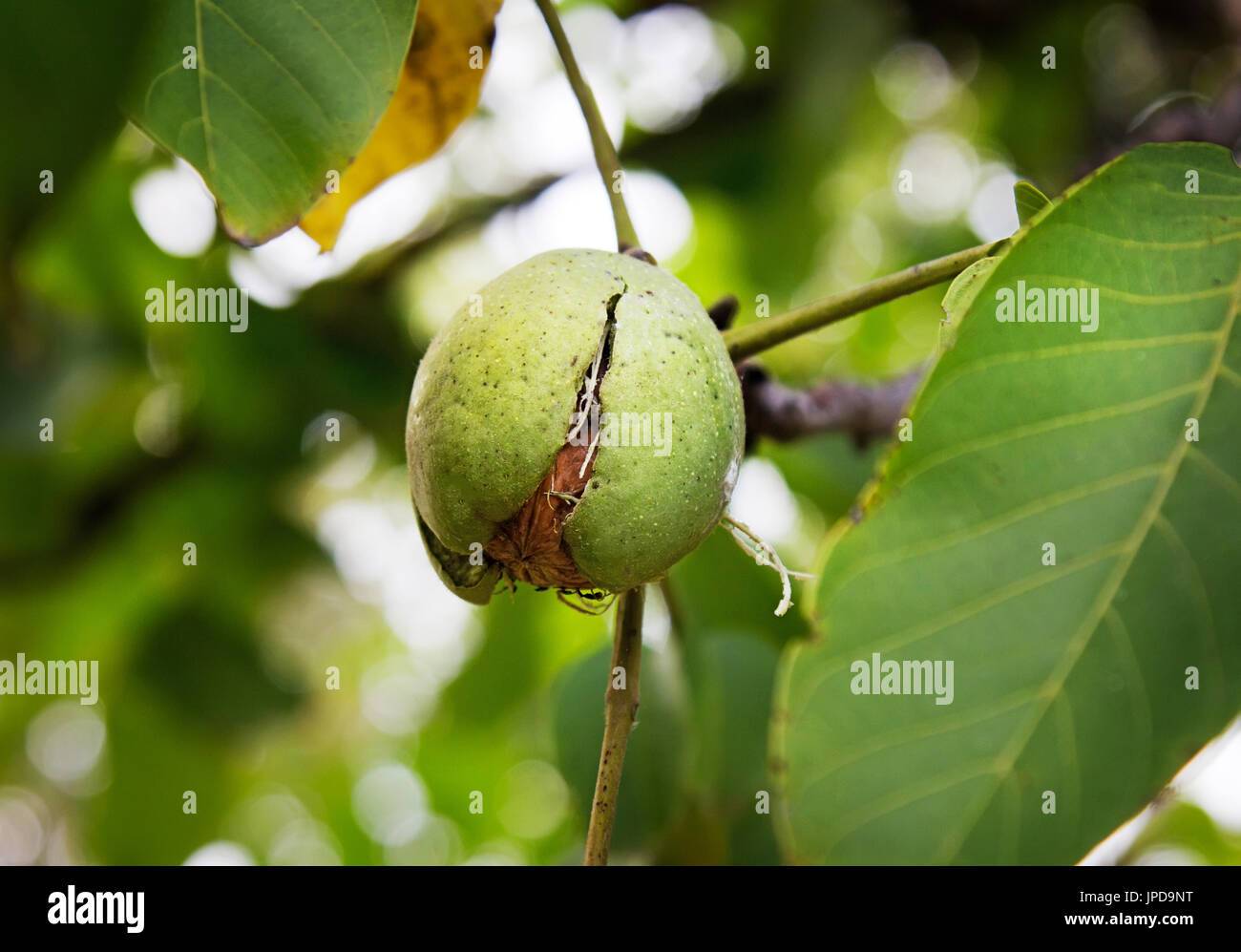 Persian walnut tree hi-res stock photography and images - Alamy