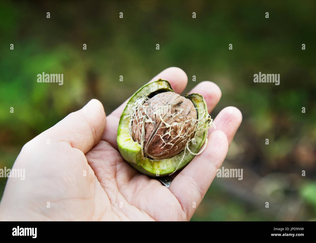Womans hand giving ripe hi-res stock photography and images - Alamy