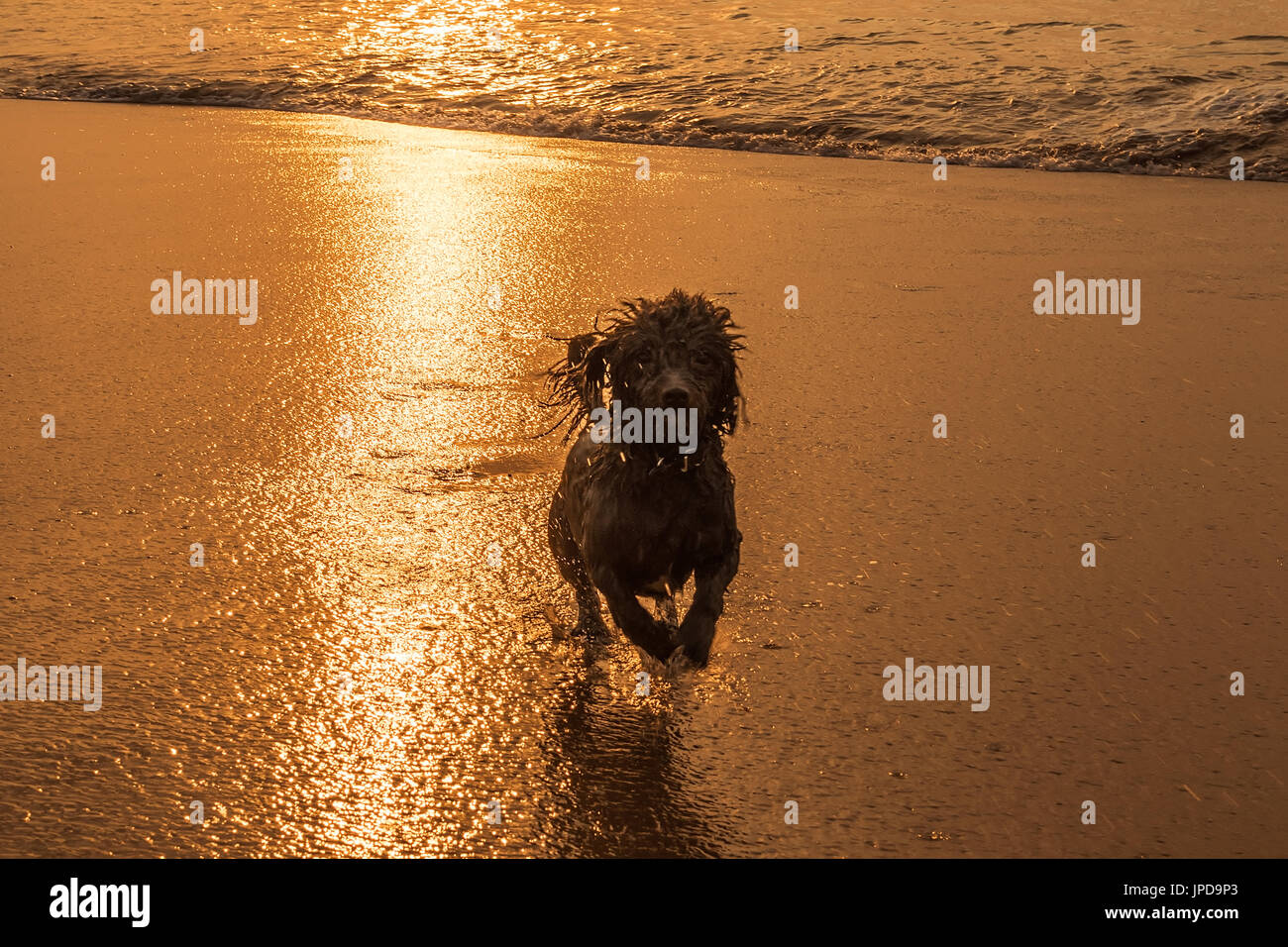 Dog running on the beach with sunset Stock Photo - Alamy