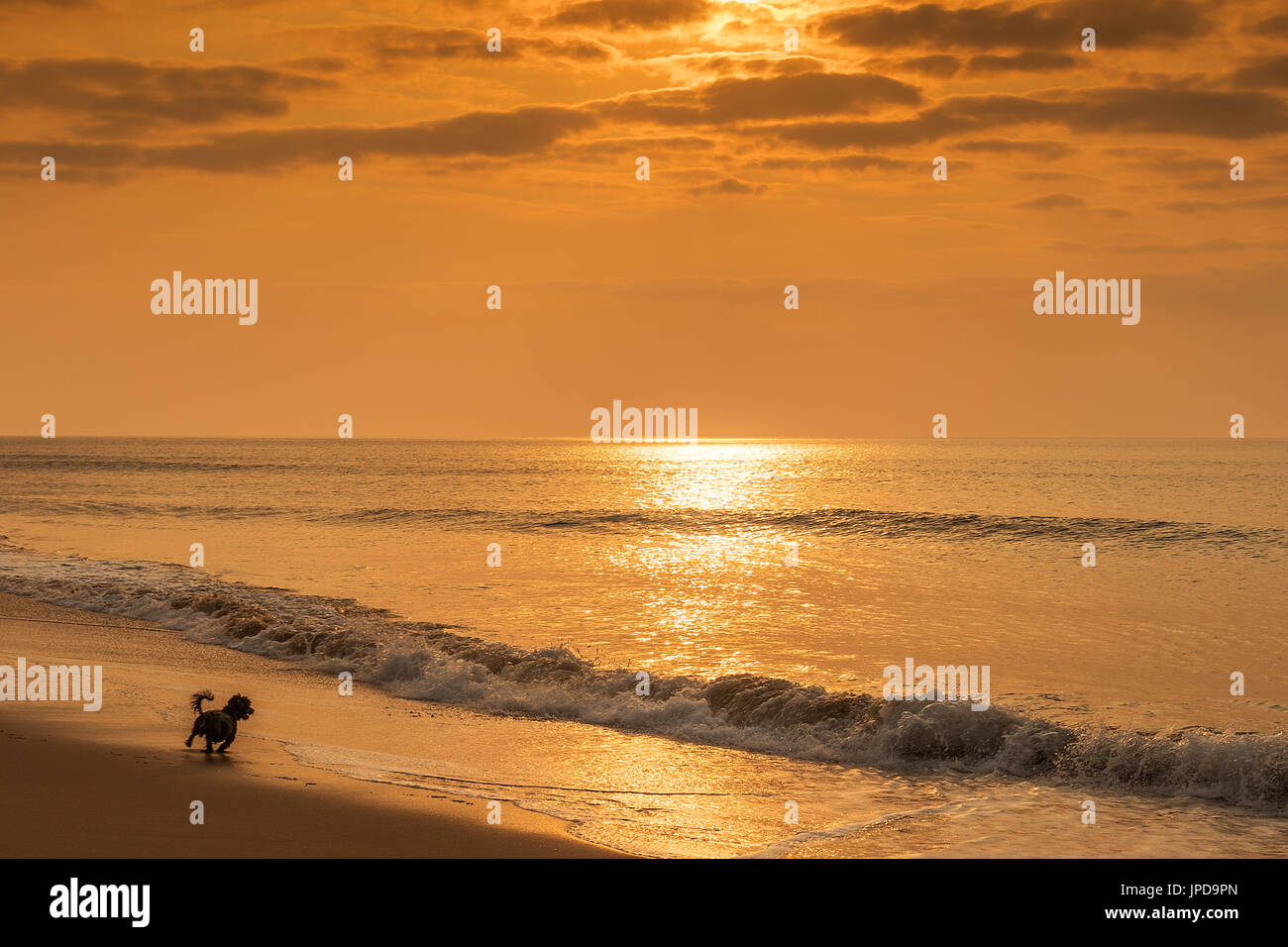 Dog running on the beach with sunset Stock Photo - Alamy