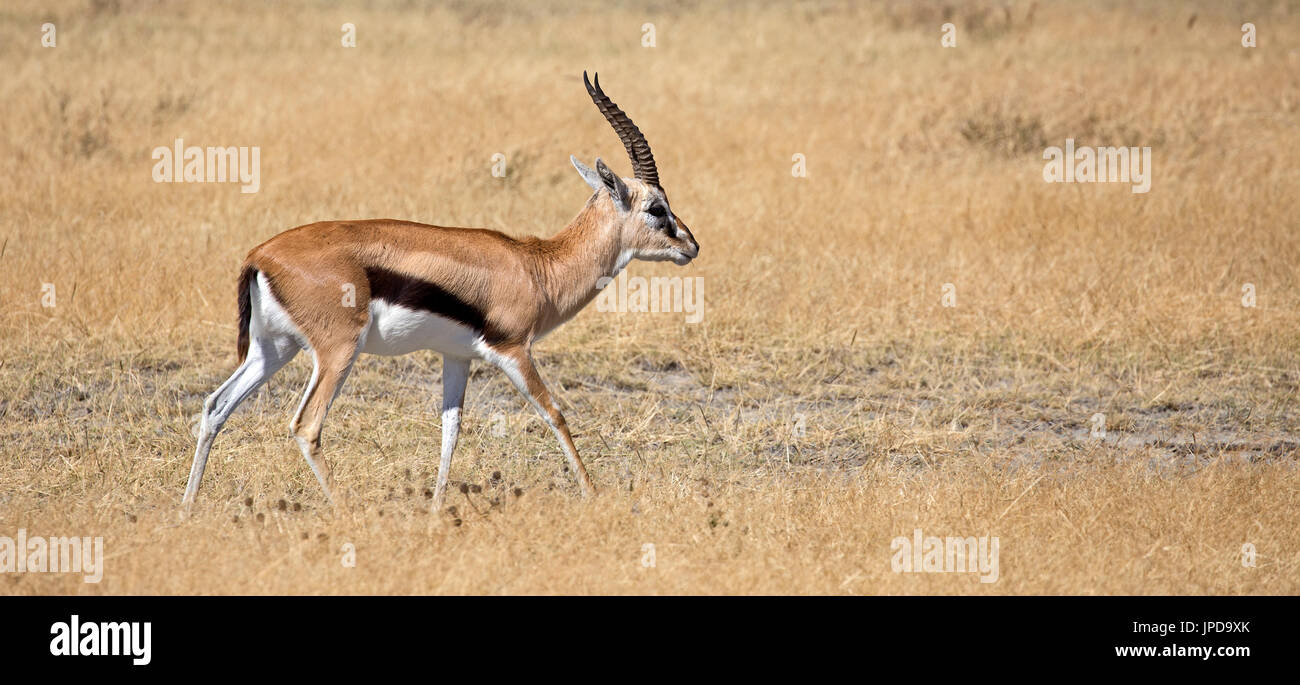 Thomson's gazelle tail hi-res stock photography and images - Alamy