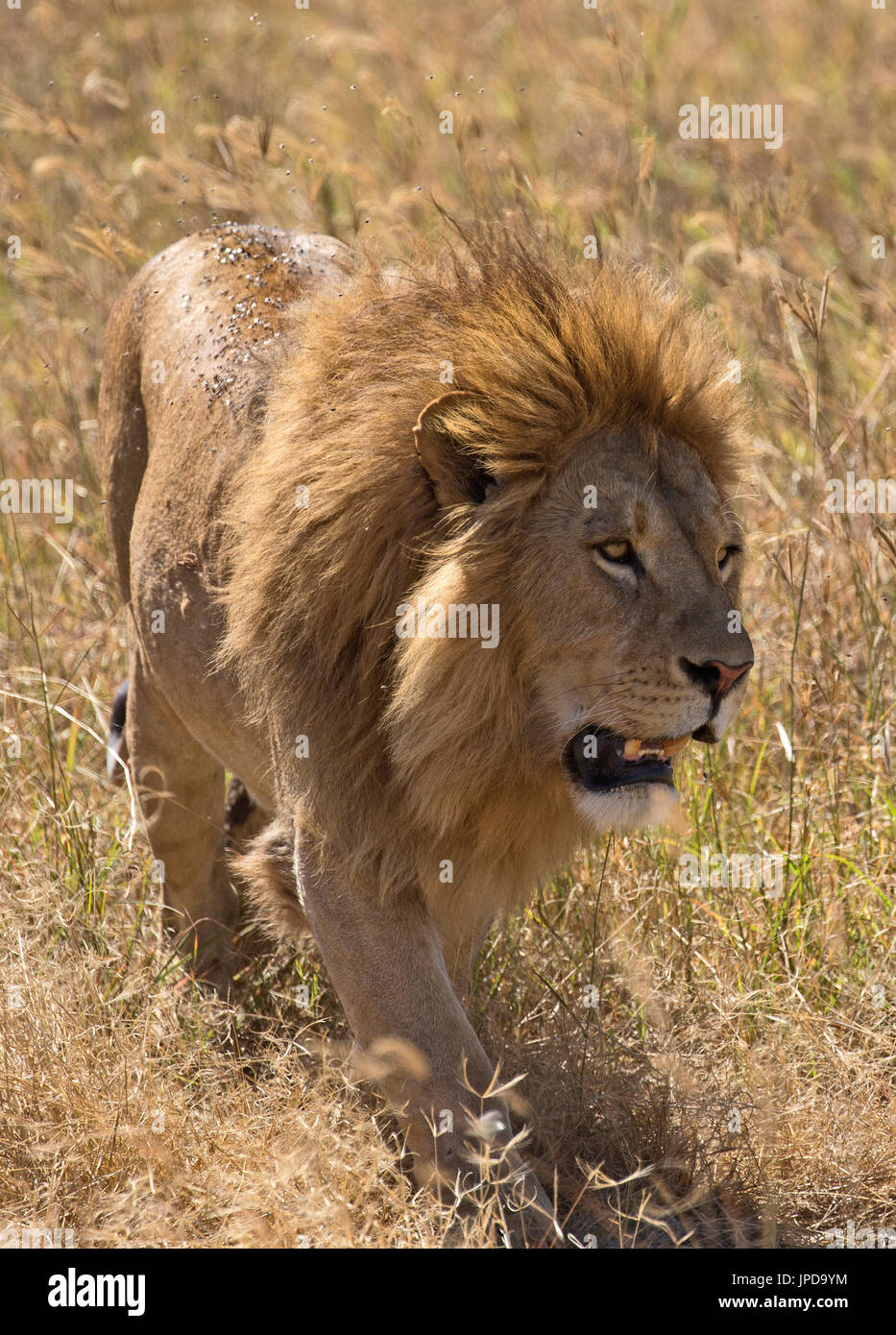 Lion king in Tanzania Stock Photo - Alamy