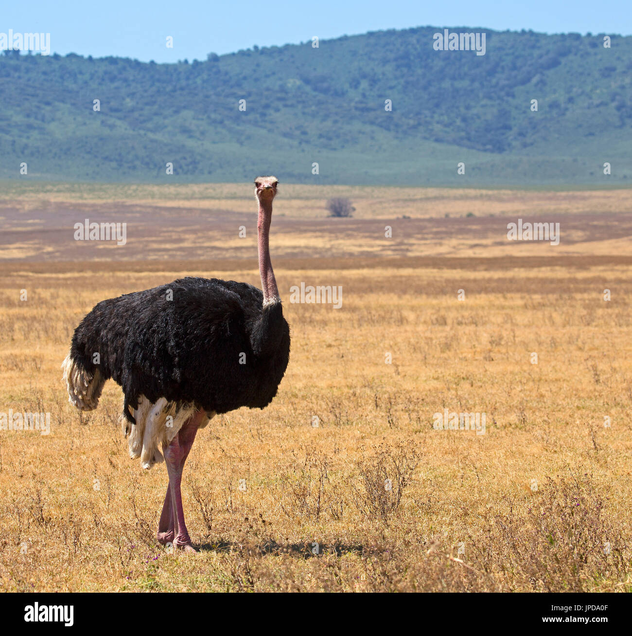 African savannah grassland hi-res stock photography and images - Alamy