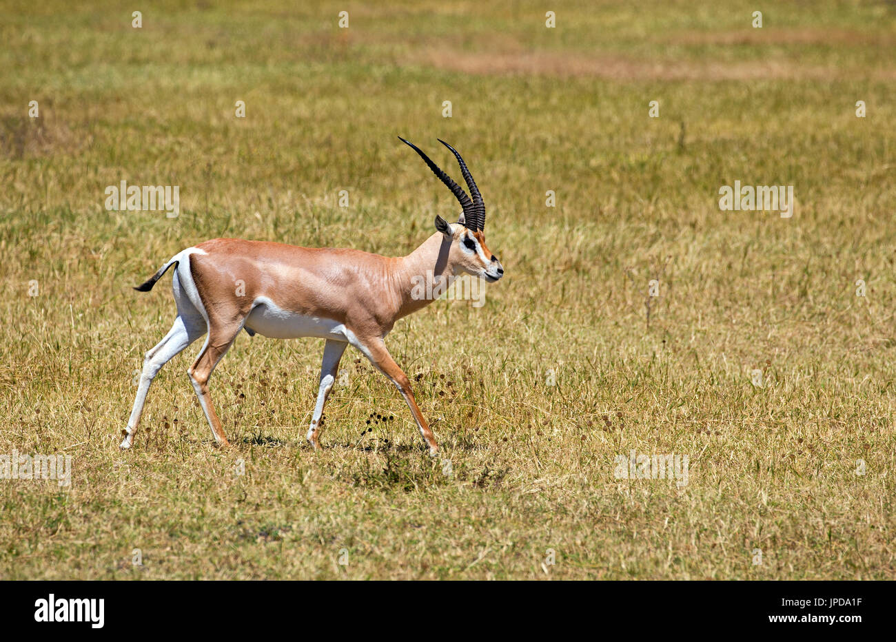 Thomson's Gazelle Tail High Resolution Stock Photography and Images - Alamy