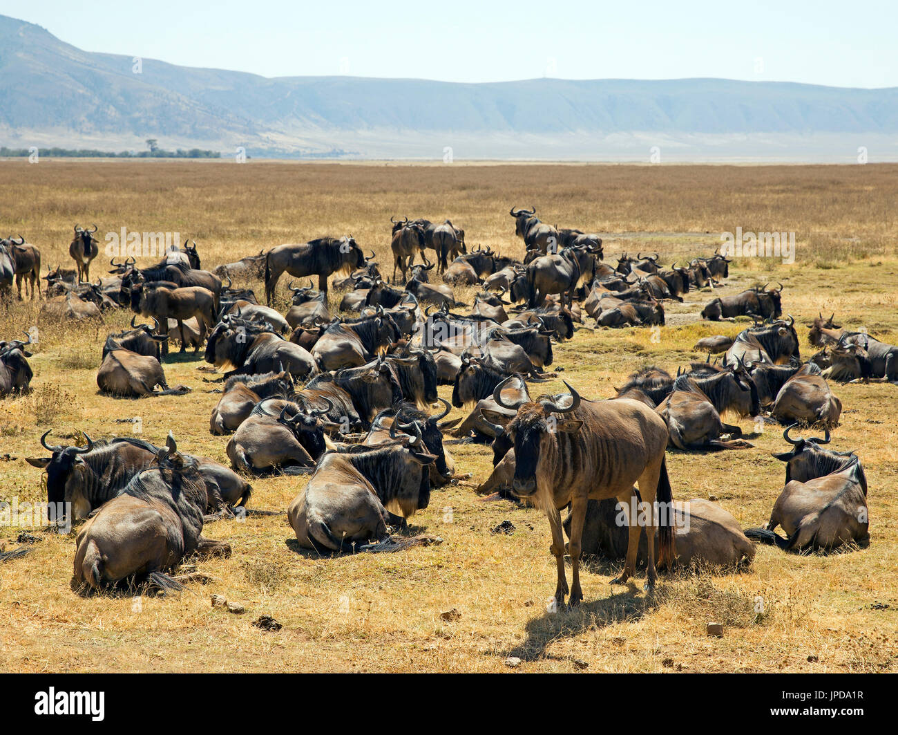 Gnus great migration Stock Photo - Alamy