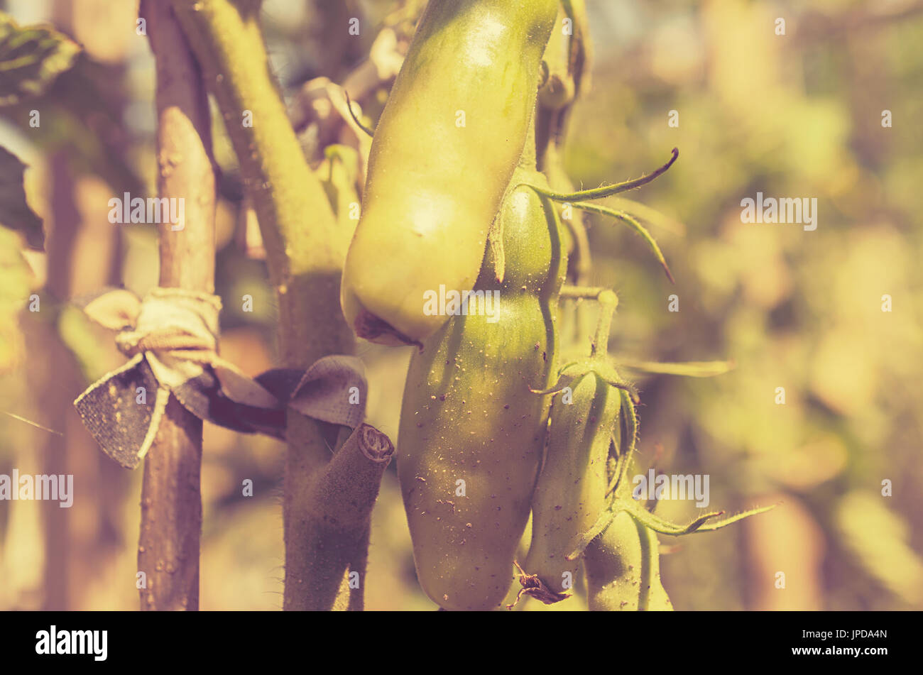 Oblong fruits hi-res stock photography and images - Alamy