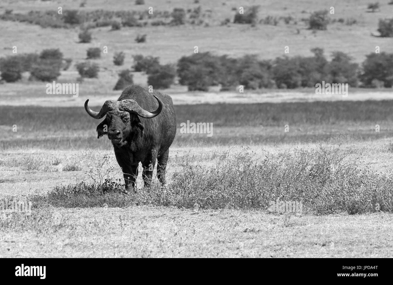 Tanzania tourism, safari Black and White Stock Photos & Images - Alamy