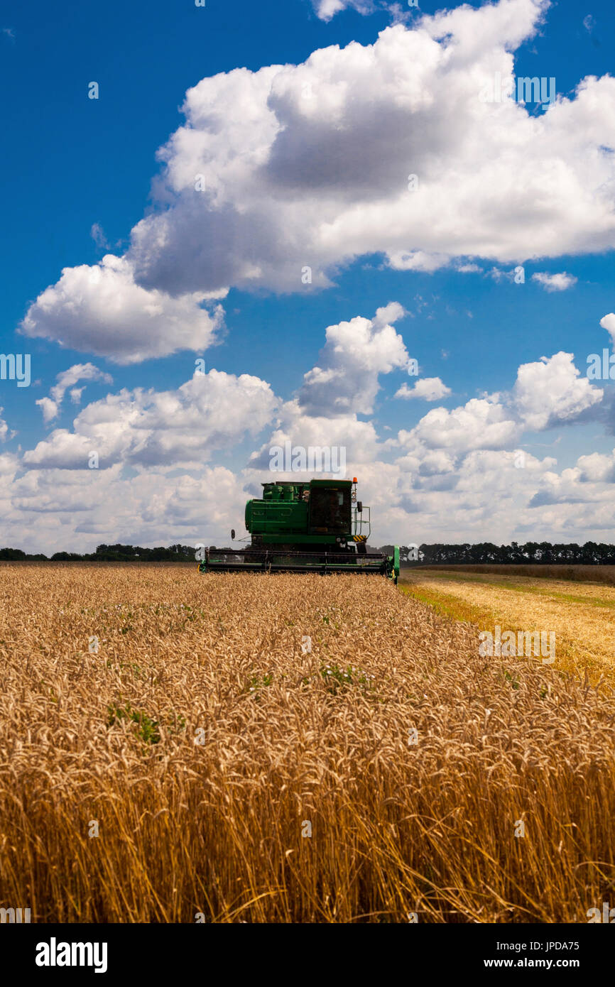 Combine machine is harvesting oats on farm field Stock Photo - Alamy