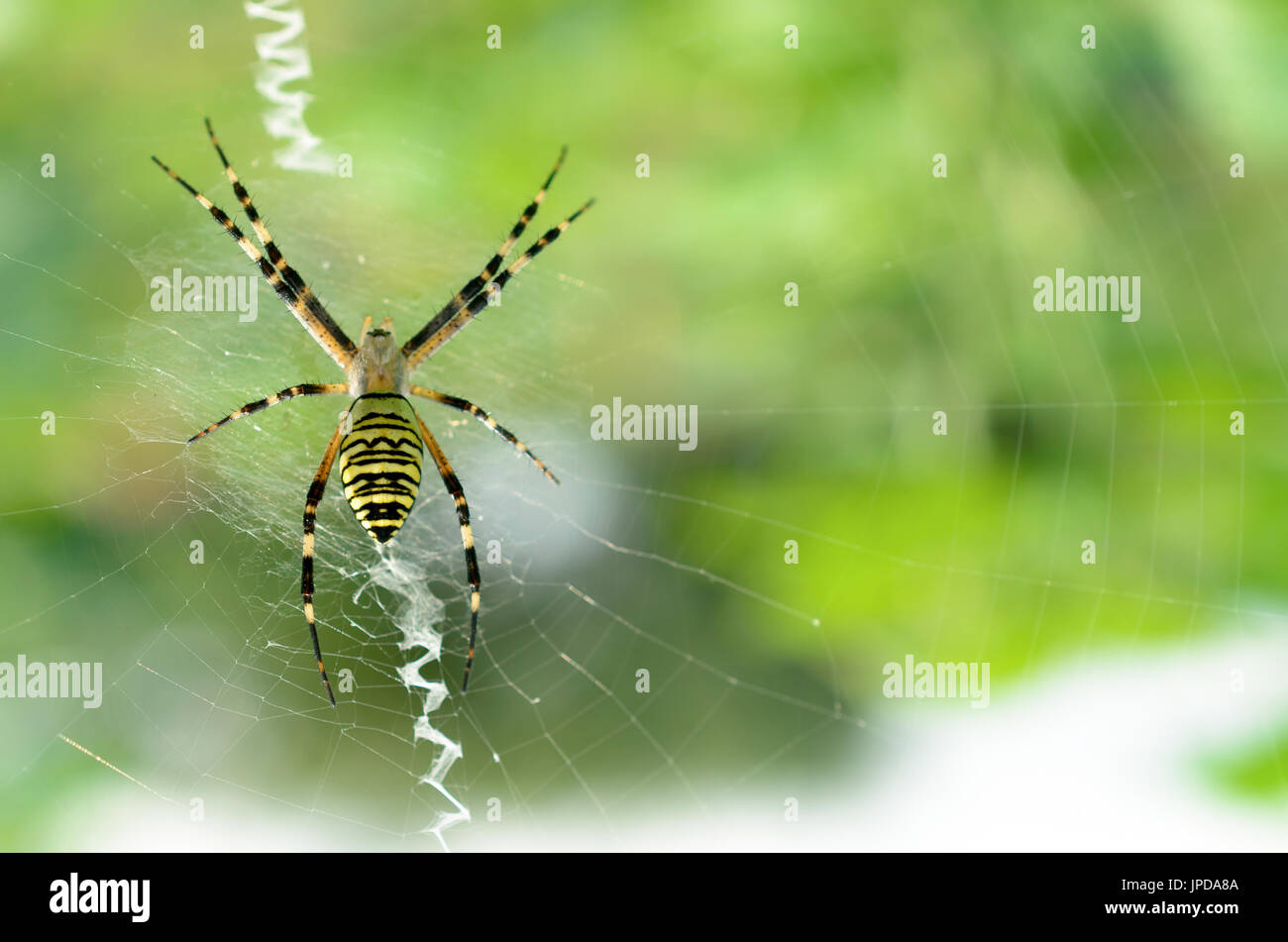 Striped spider hi-res stock photography and images - Alamy