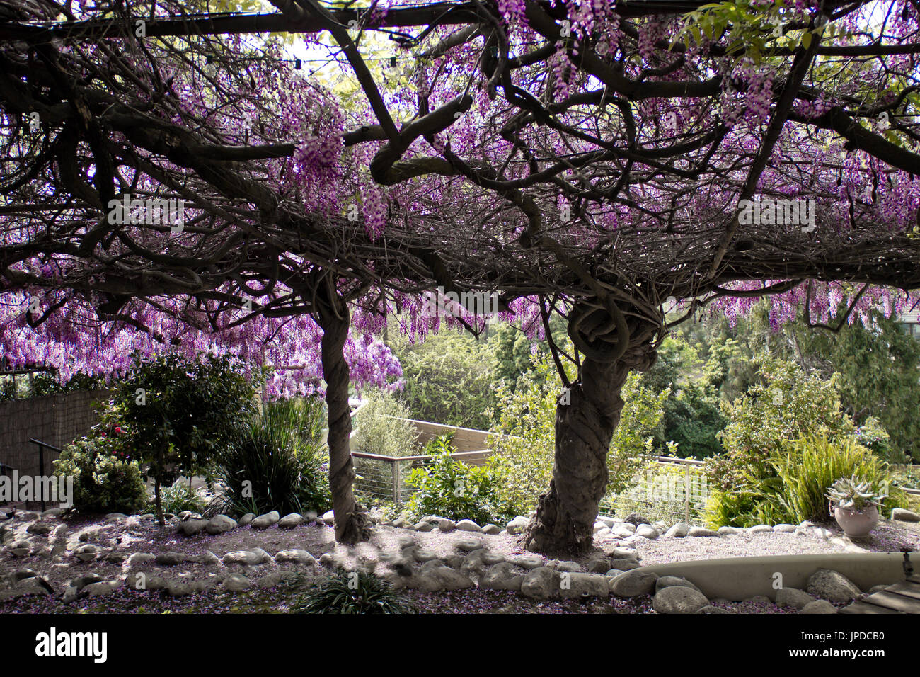 Knotted branches hi-res stock photography and images - Alamy