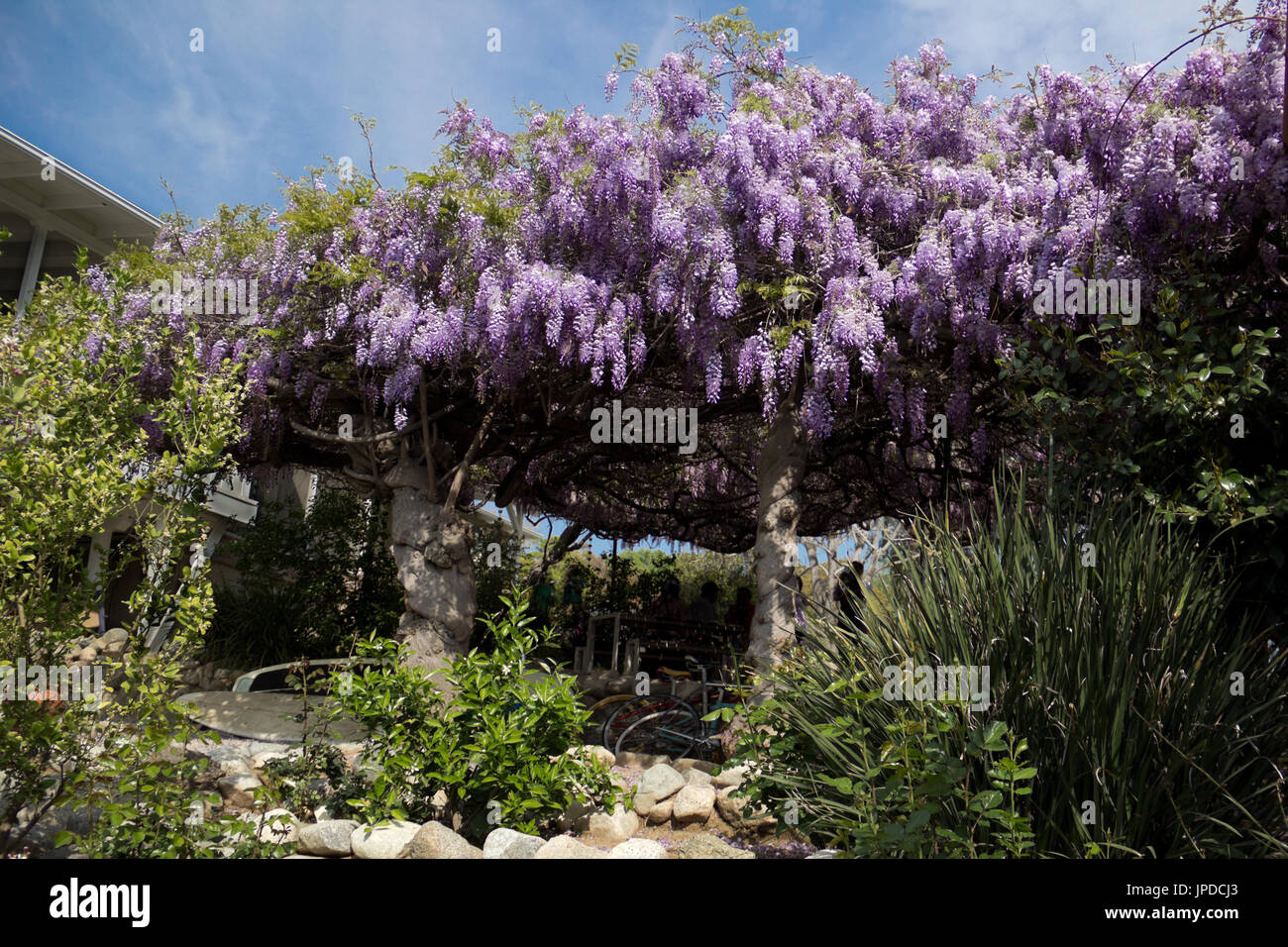 Intertwined Vines High Resolution Stock Photography and Images - Alamy