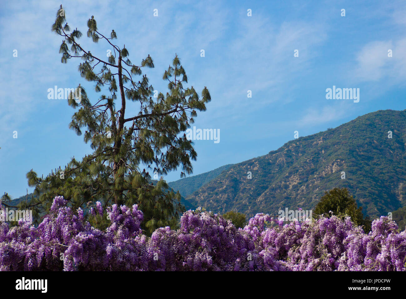 Foothill pine hi-res stock photography and images - Alamy