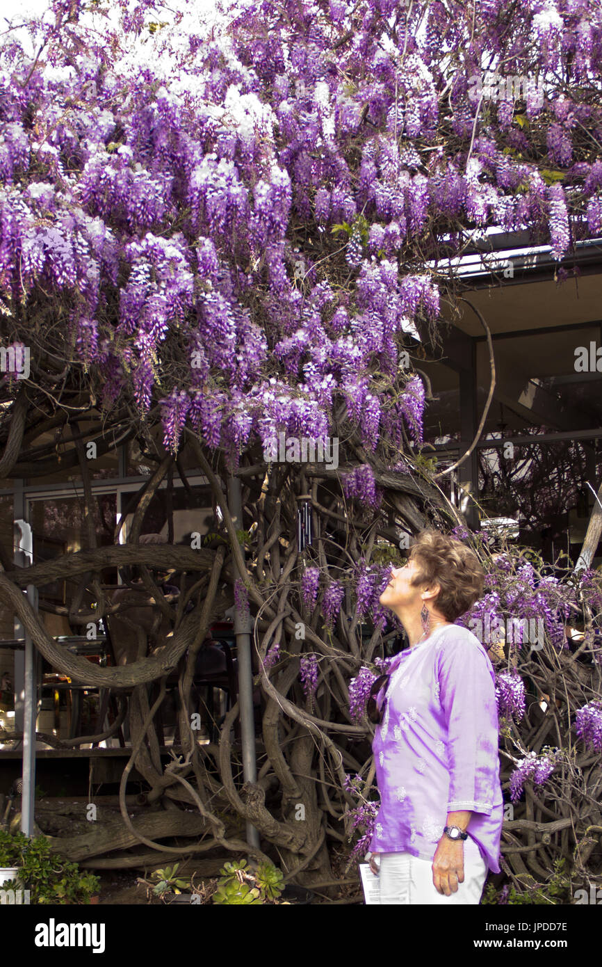 Our lady of the vines hi-res stock photography and images - Alamy