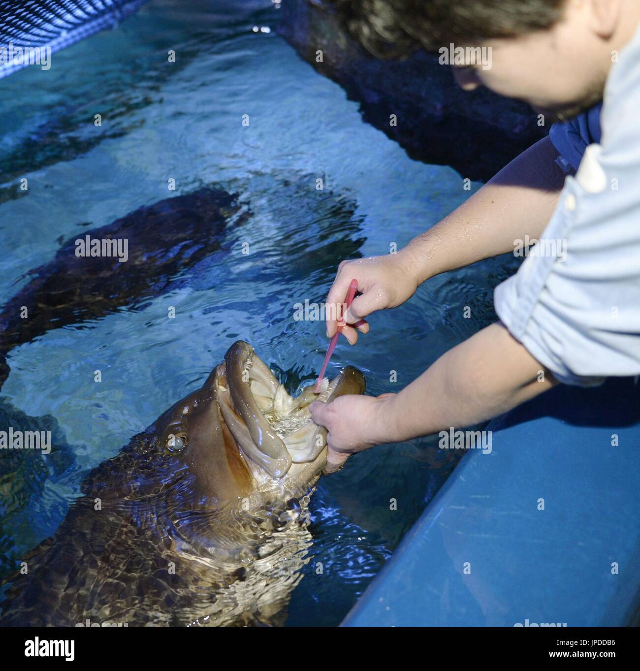 Hitoshi Okamoto, a keeper at Port of Nagoya Public Aquarium in the ...
