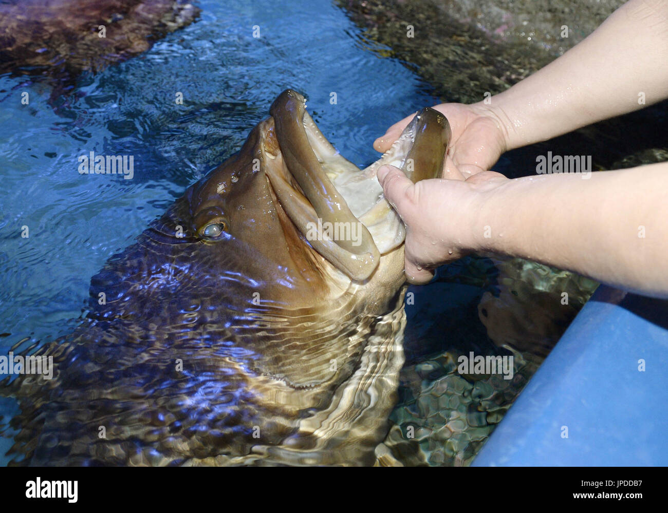 A longtooth grouper called Futami No. 1 at Port of Nagoya Public ...