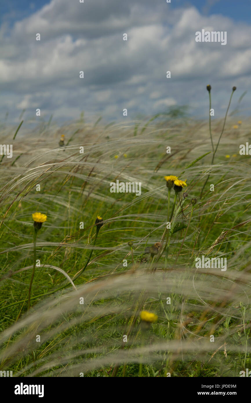 Field with feather grass Stock Photo - Alamy