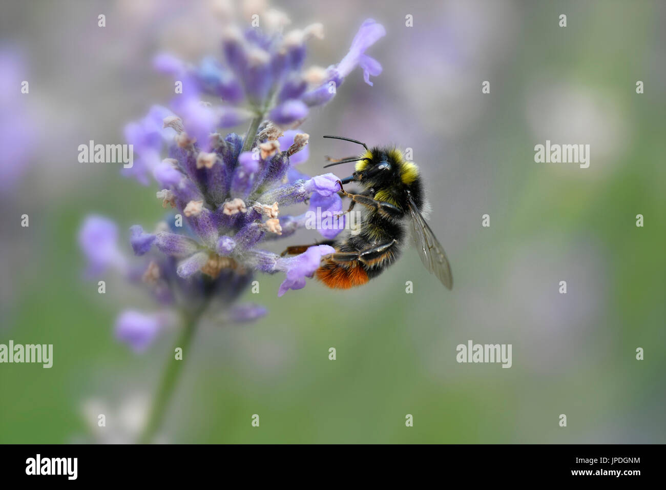 Early bumblebee (Bombus pratorum) collects nectar, common lavender ...