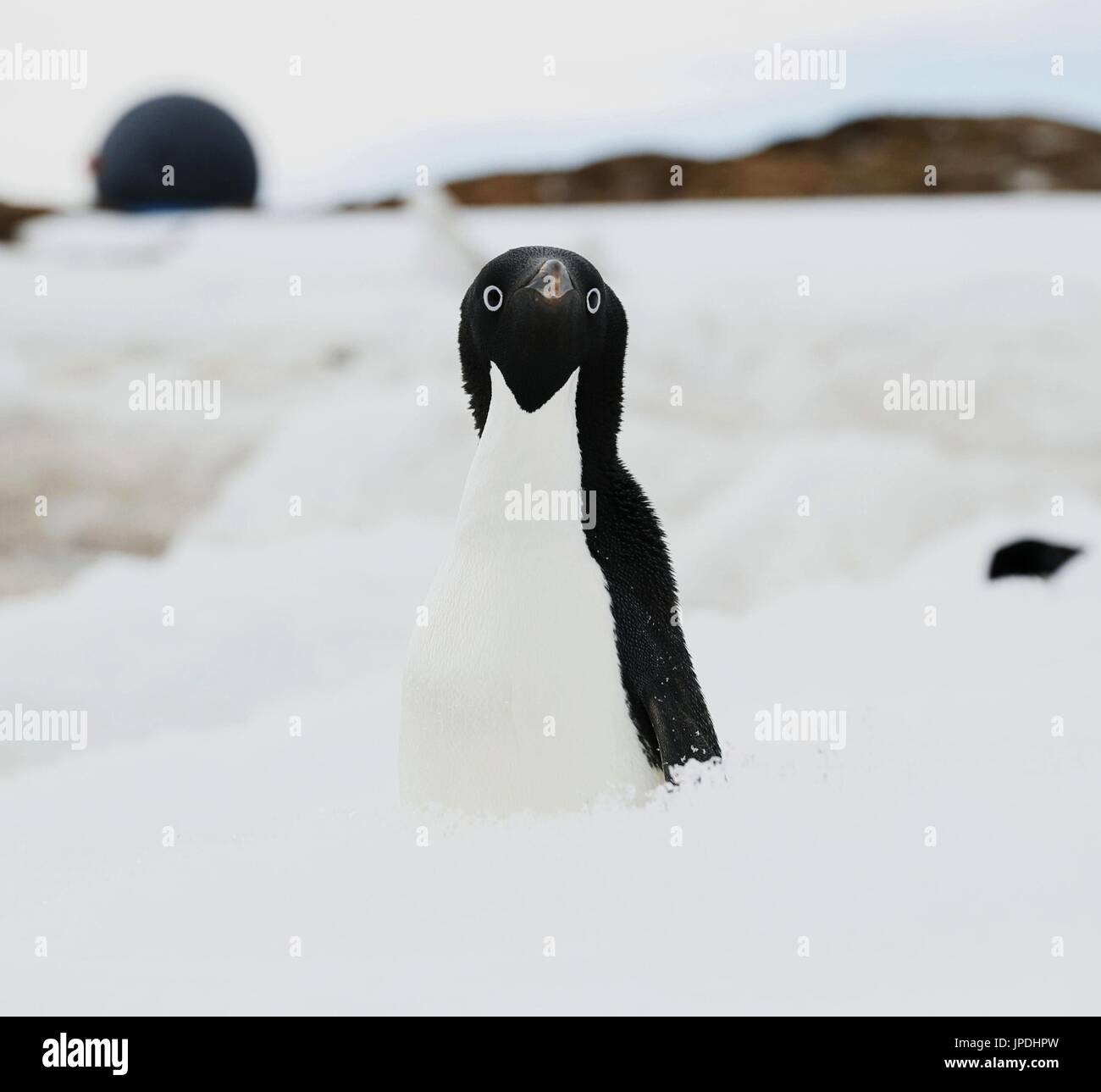 An Adelie penguin is seen at Showa Station, a Japanese research ...