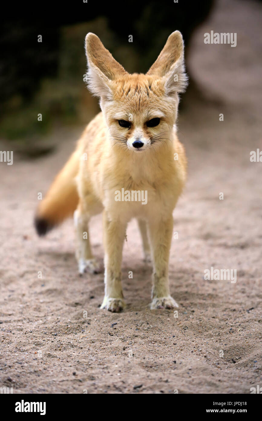 Fennec, fennec fox (Vulpes zerda), adult, watchful, captive, Occurrence ...