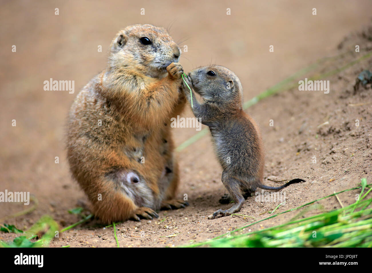 Black-tailed Prairie dogs (Cynomys ludovicianus), dam with young ...