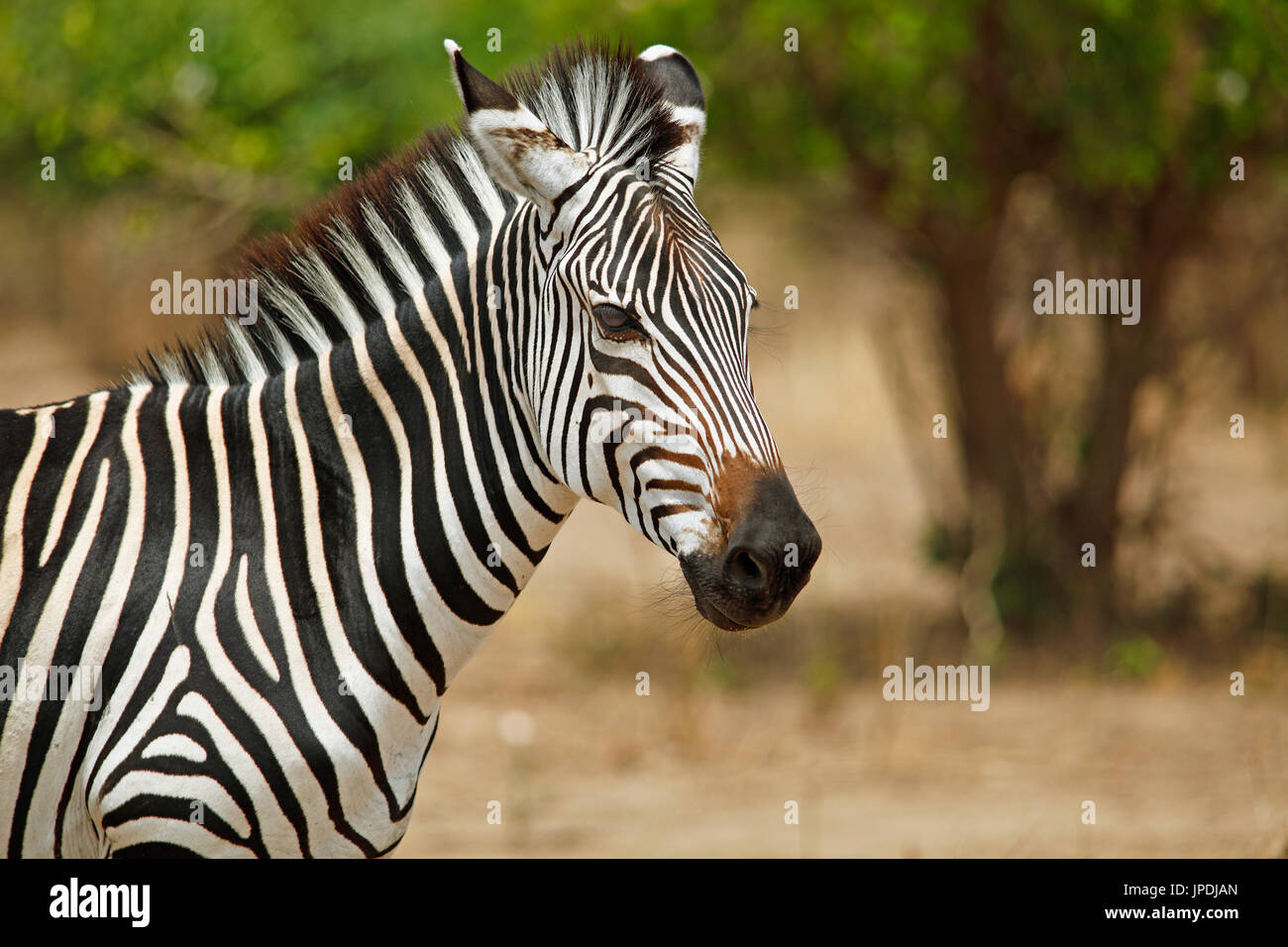 Zebra hi-res stock photography and images - Alamy