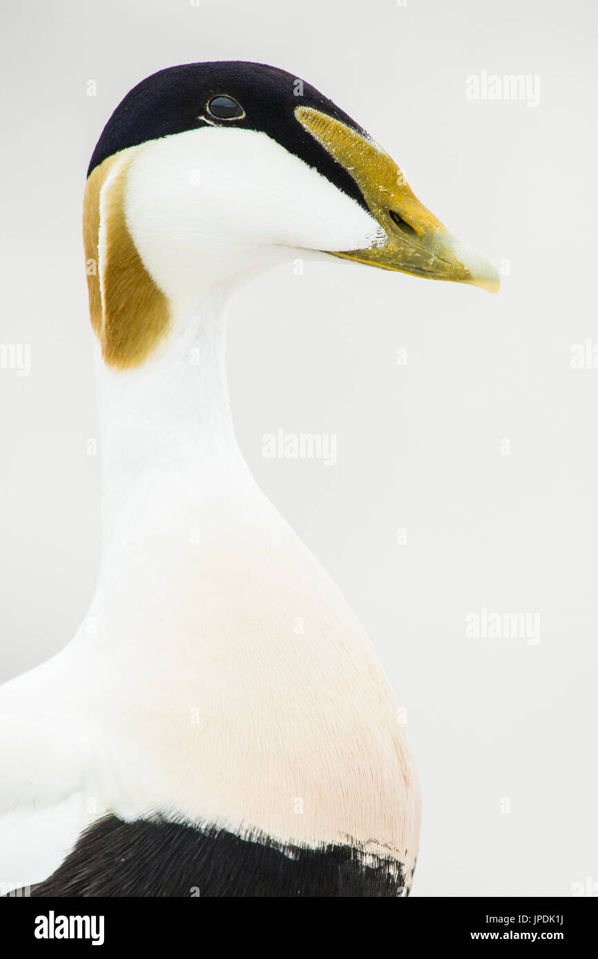 Common eider (Somateria mollissima), animal portrait, drake, Düne ...