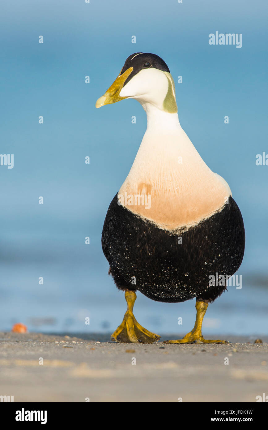 Common eider (Somateria mollissima) at water, drake, Düne, Heligoland ...