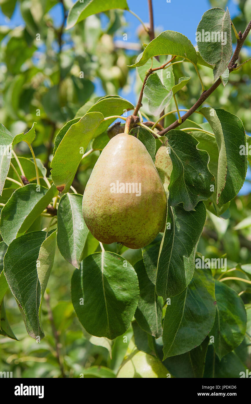 Ripe pears on tree branch. Organic pears in the garden. Close up view ...