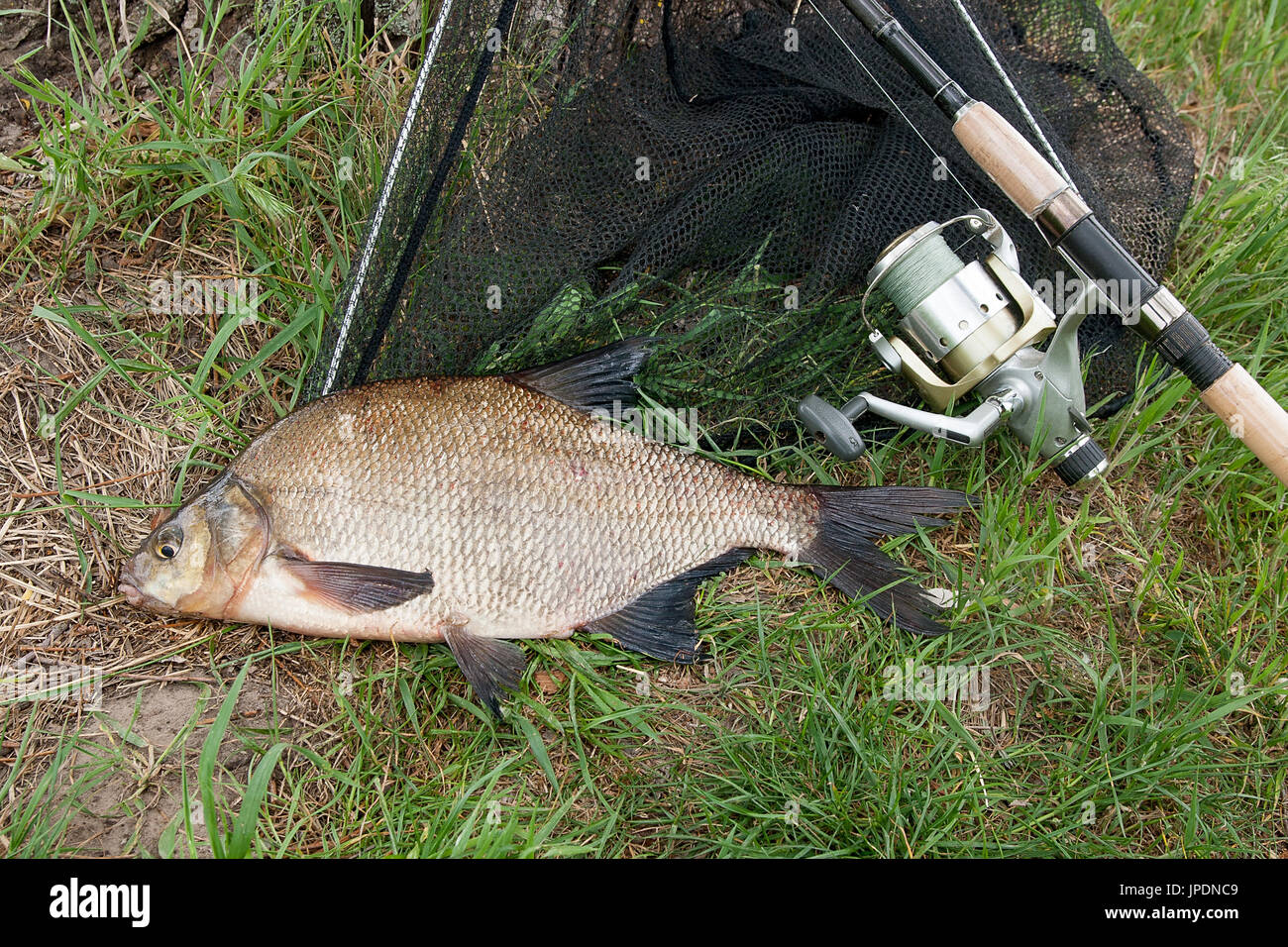 Just taken from the water freshwater common bream known as bronze bream ...