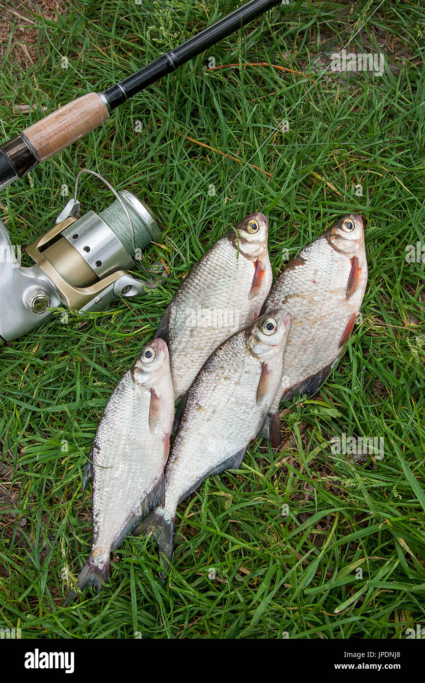 Just taken from the water freshwater fish white bream or silver fish ...