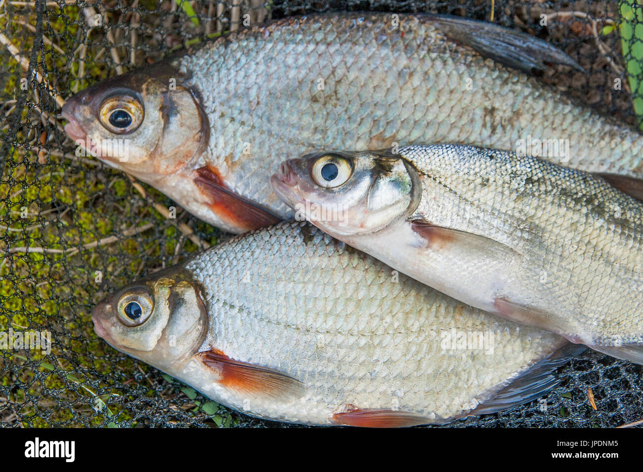 Just taken from the water freshwater fish white bream or silver fish ...