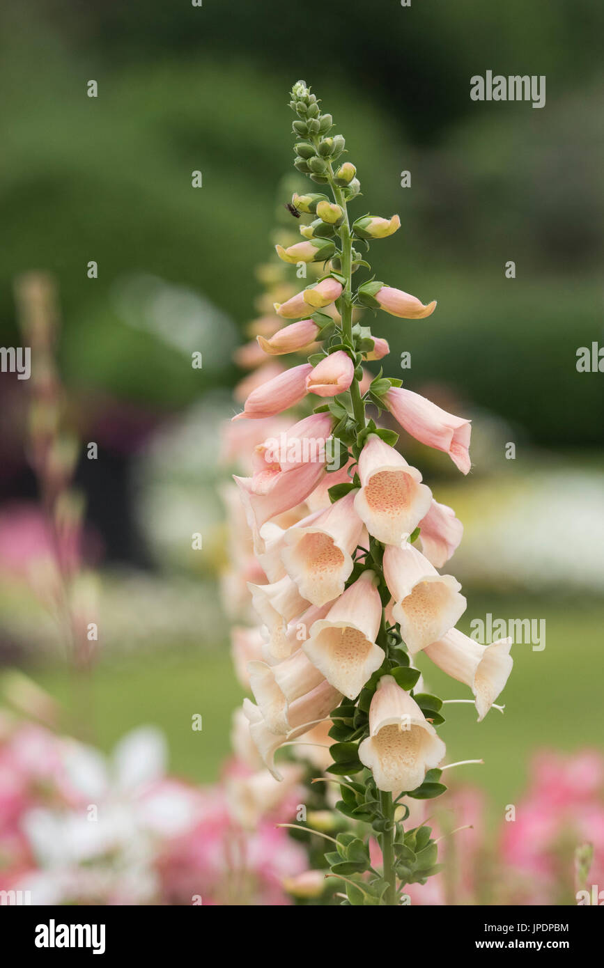 Digitalis Dalmatian Peach. Foxglove Stock Photo - Alamy
