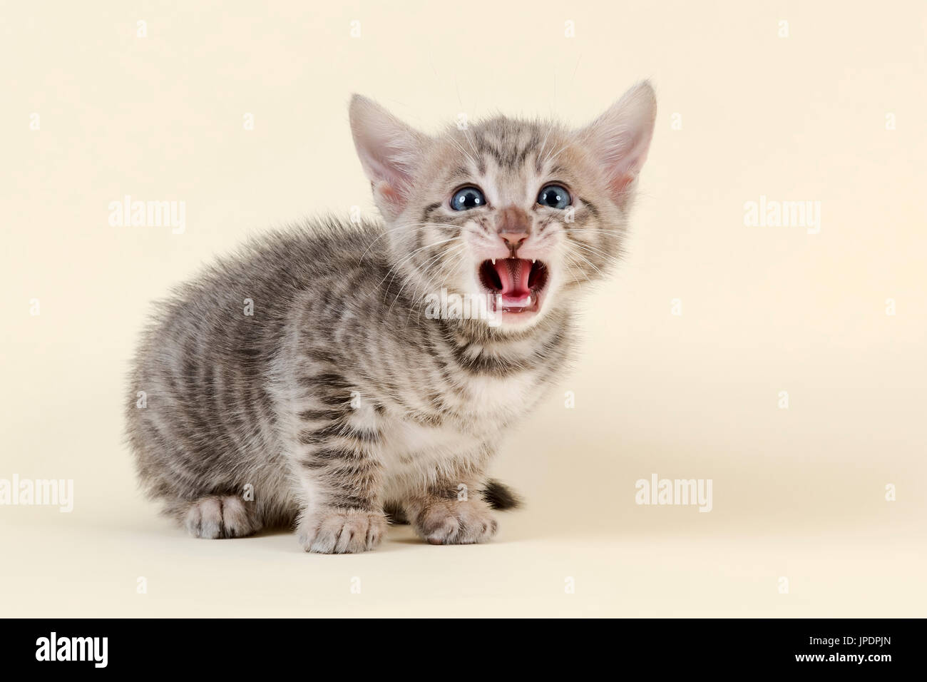 Toyger (Felis silvestris catus), age 6 weeks, meowing, color black ...
