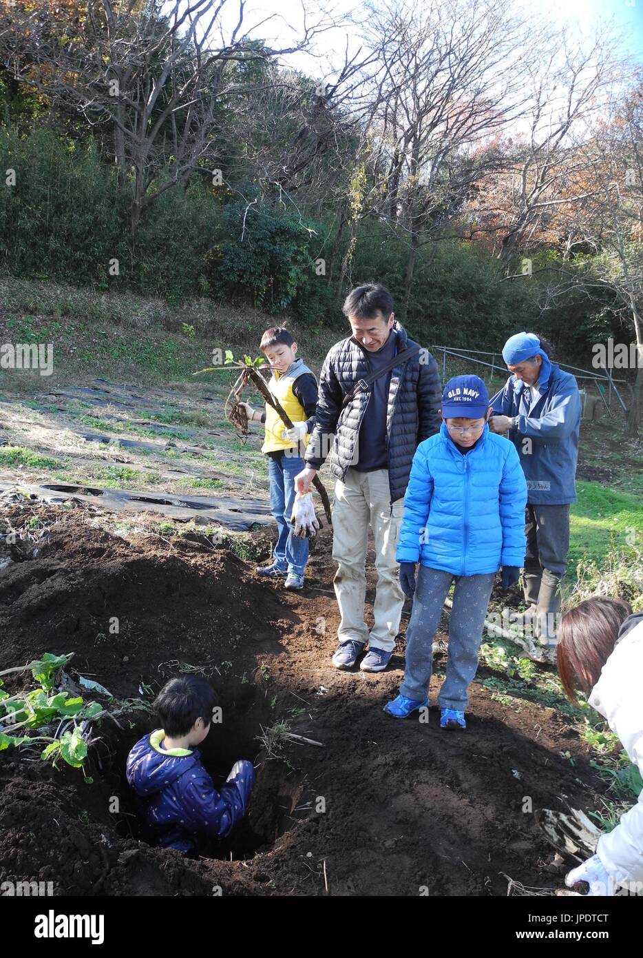 Elementary school boys harvest an edible burdock root by digging a 1 ...